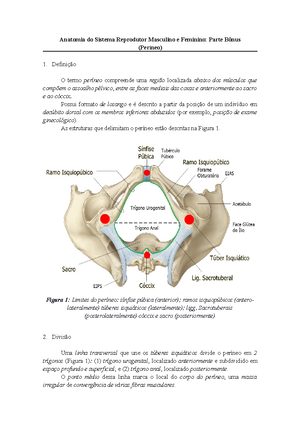 Anatomia do Funículo Espermático - Anatomia do Sistema Reprodutor ...