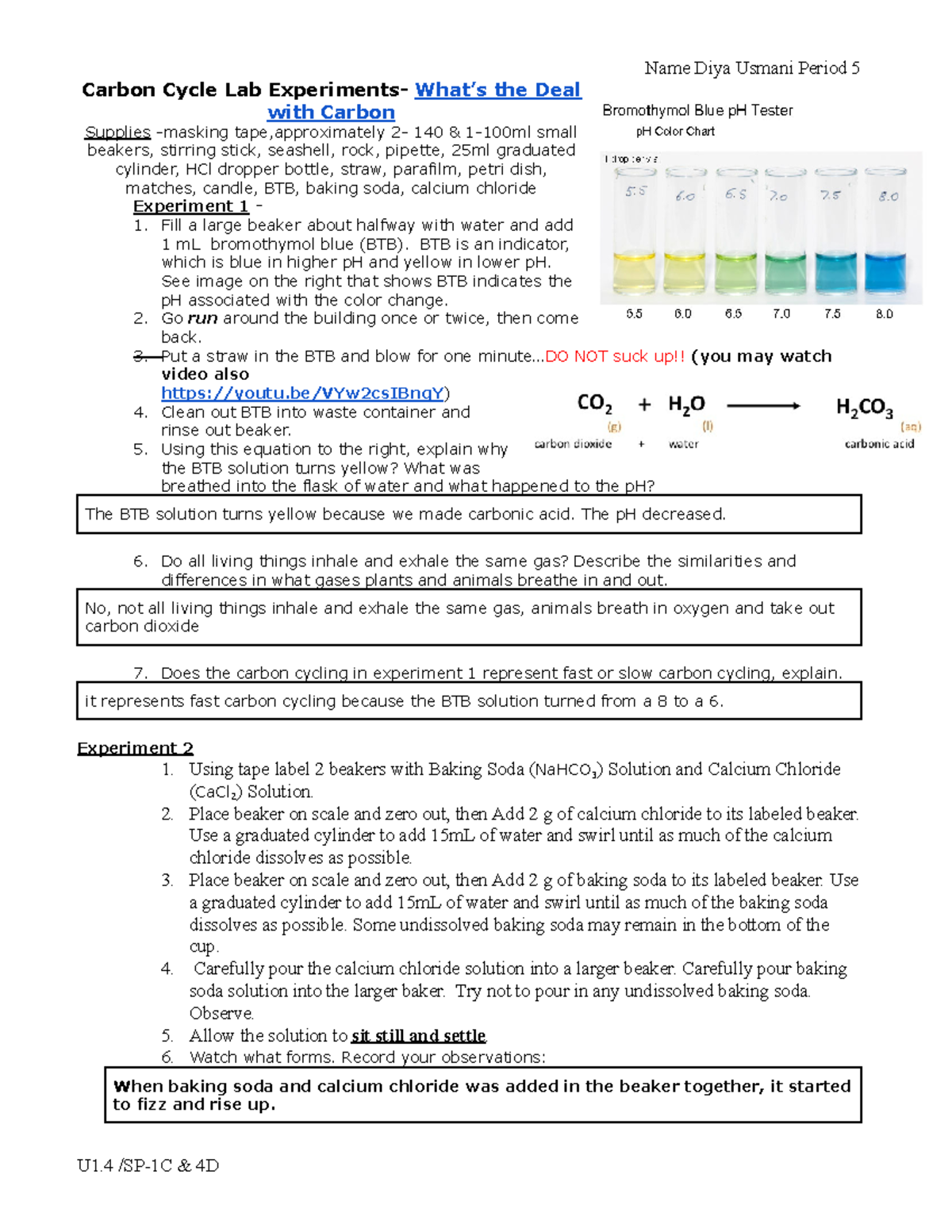 Copy of Carbon Cycle experiments - Studocu