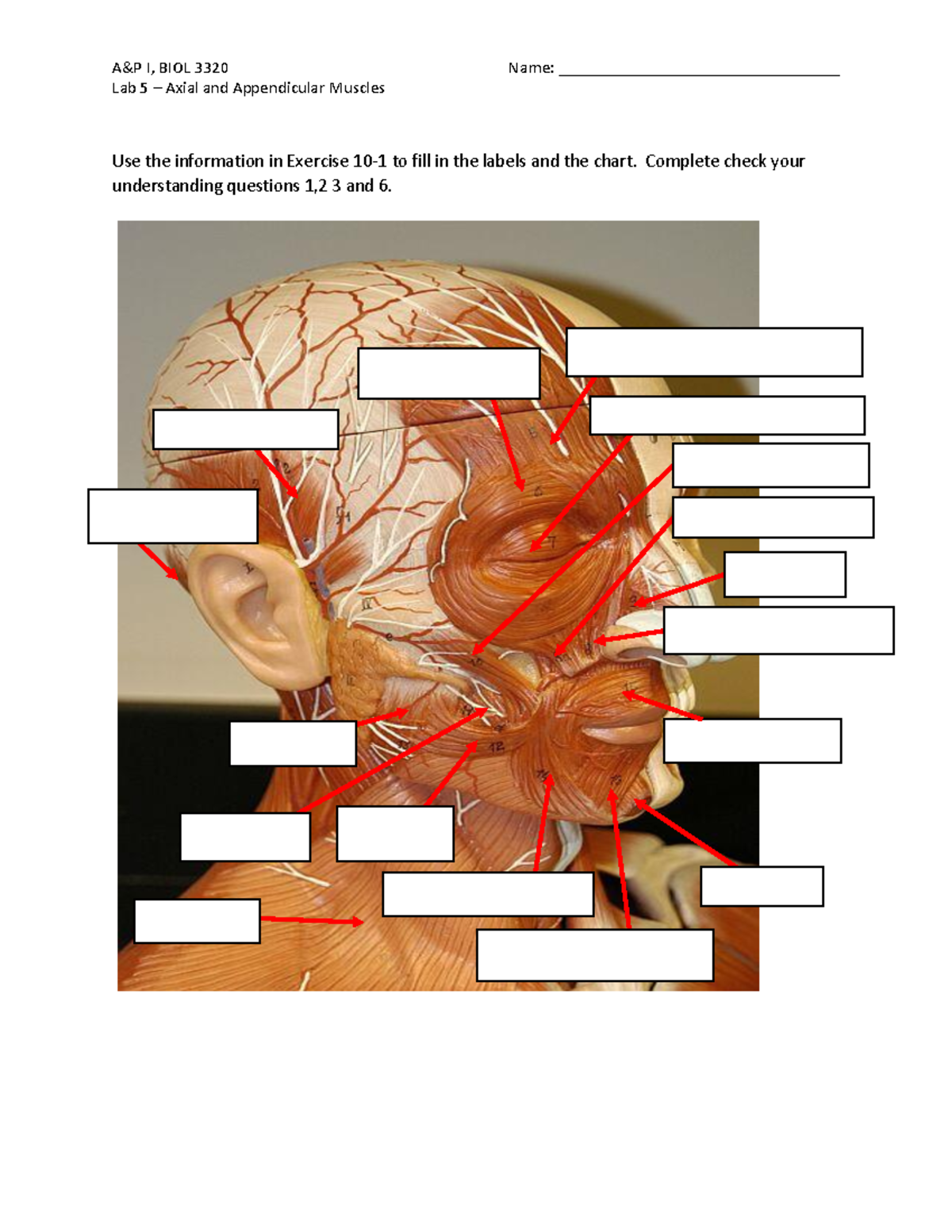 Lab 5 Axial and Appendicular Muscles Worksheet new muscles-1 - Lab 5 ...