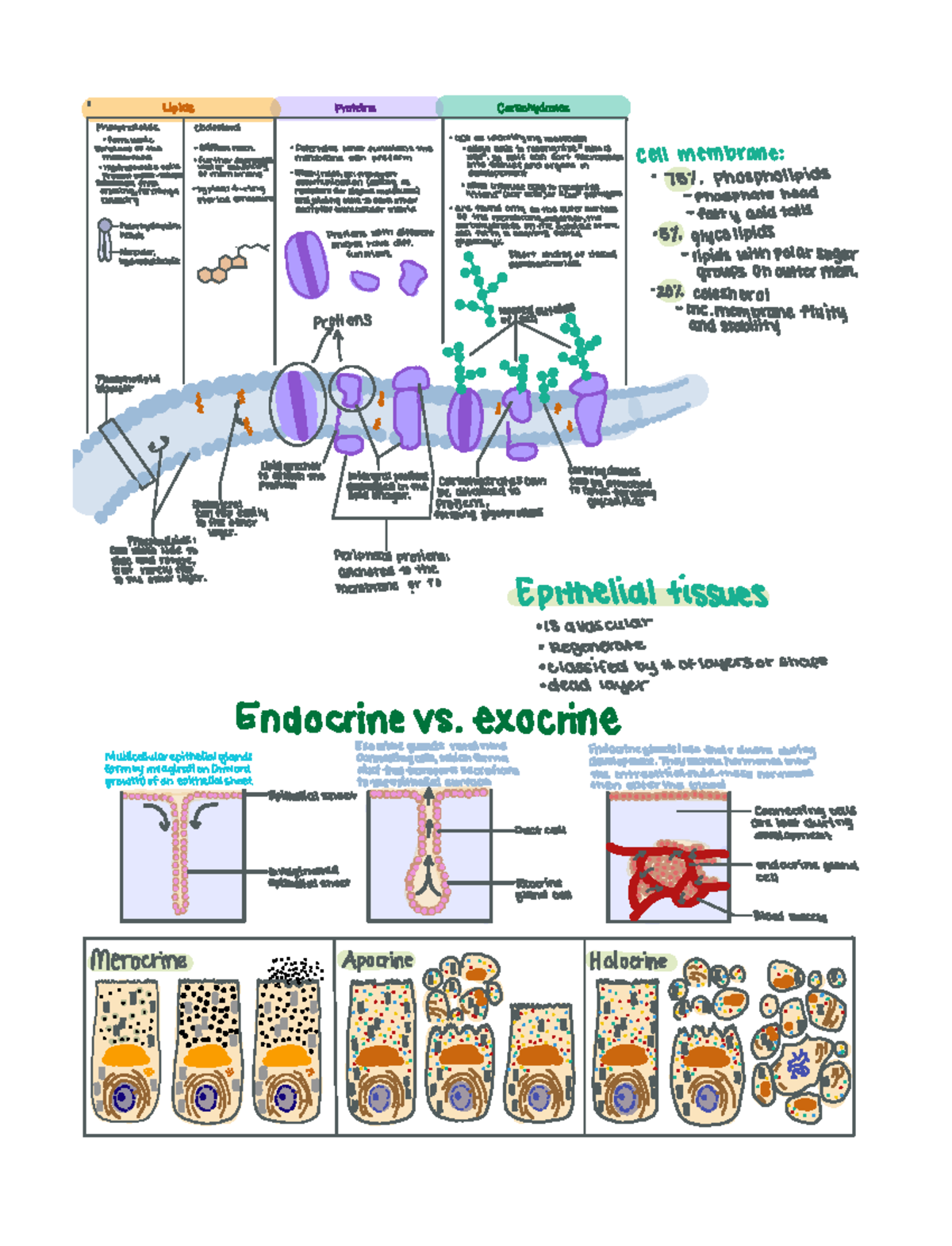Cells & tissues lecture notes A&P 1 - BIOL 105C - Studocu