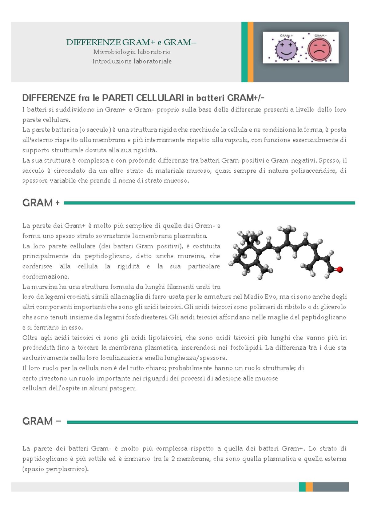 GRAM+ GRAM - Concetti base di microbiologia - DIFFERENZE GRAM+ e GRAM ...