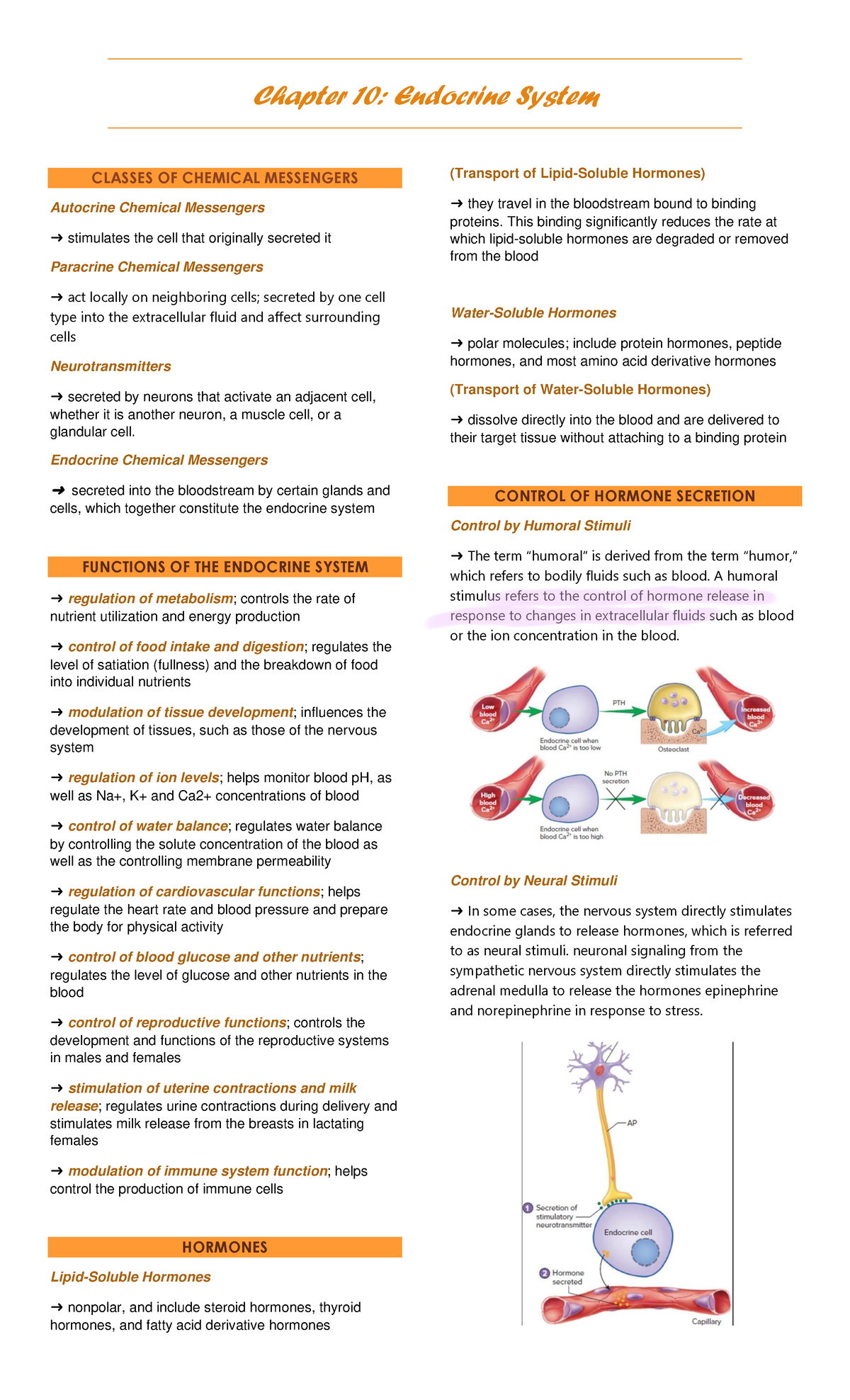 CH10 Endocrine System ( Transes) - Chapter 10: Endocrine System CLASSES ...