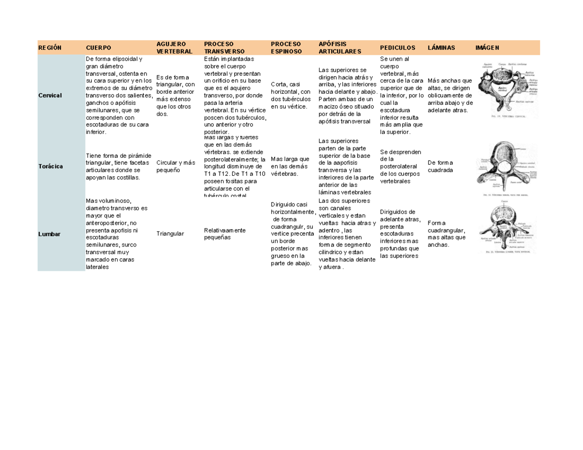 Copia de Cuadro Vertebras - REGIÓN CUERPO AGUJERO VERTEBRAL PROCESO ...