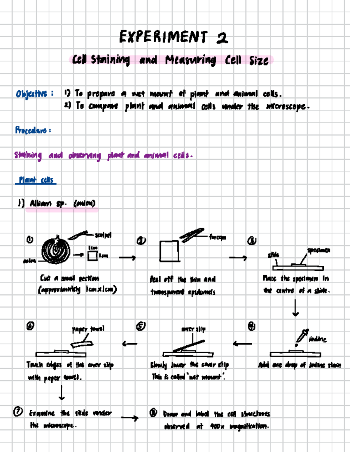 Lab Jotter Biology Experiment 2 Experiment 2 Cell Staining And