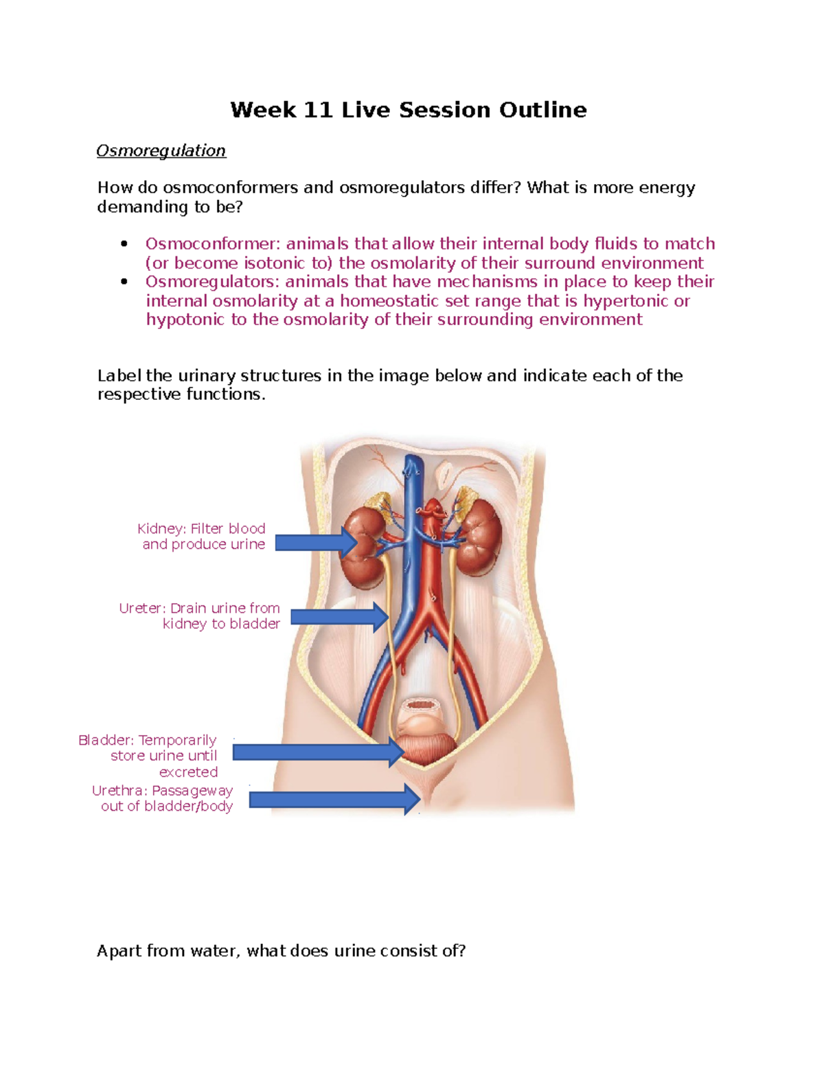 Week 11 Live Session Outline Key - Week 11 Live Session Outline Osmoregulation How do ...