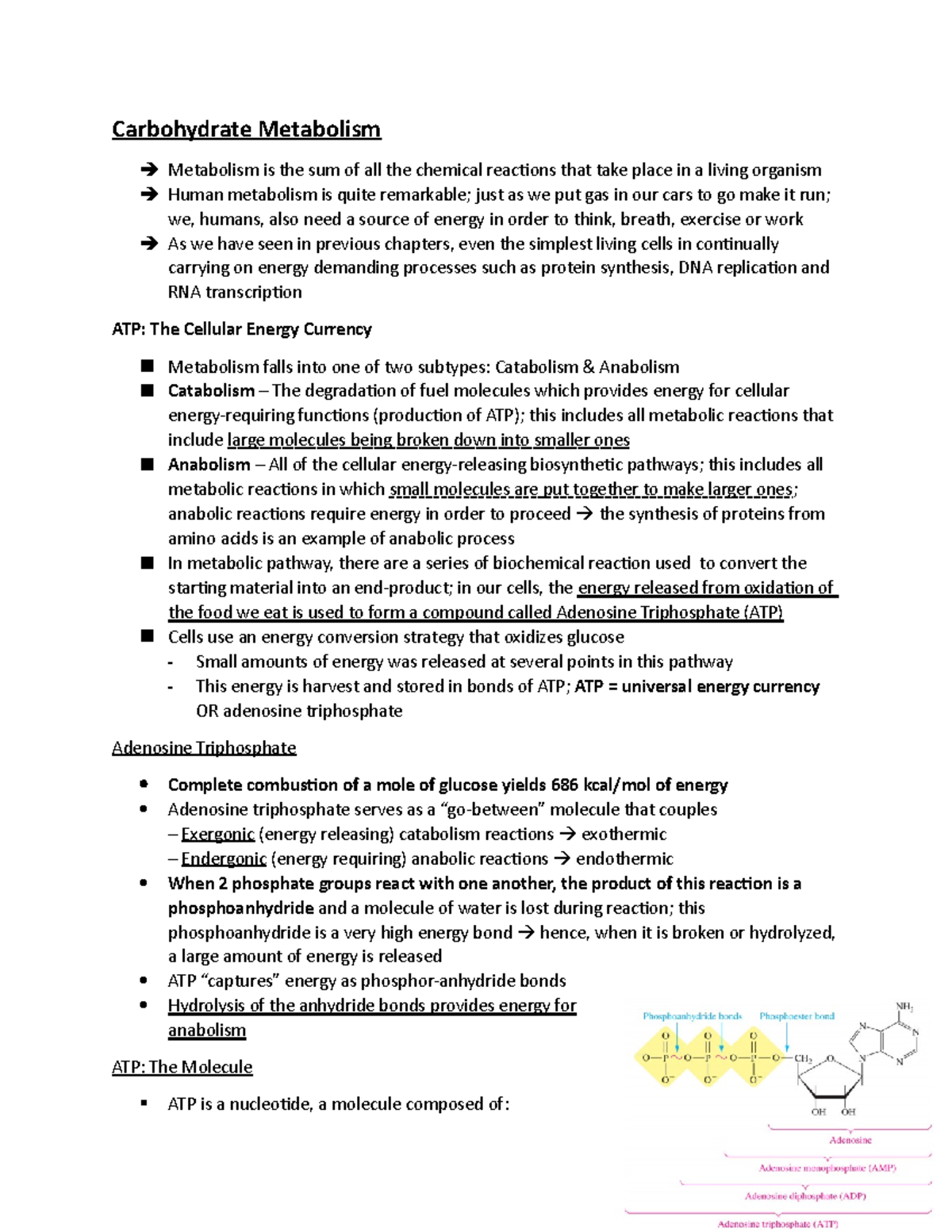 Week13-Orgo211 Notes - Carbohydrate Metabolism Metabolism is the sum of ...