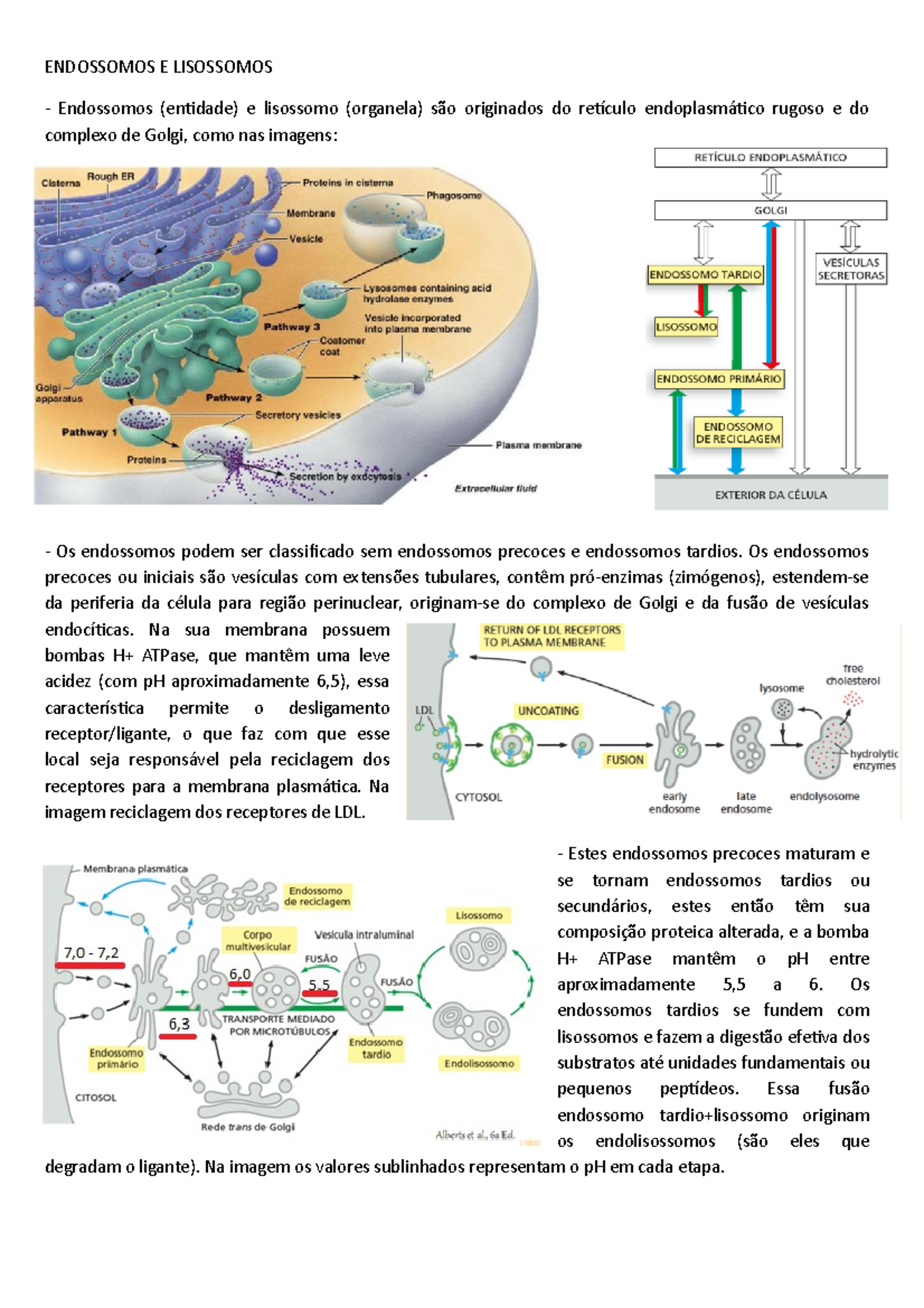 Endossomos - Resumo Biologia Celular - ENDOSSOMOS E LISOSSOMOS ...