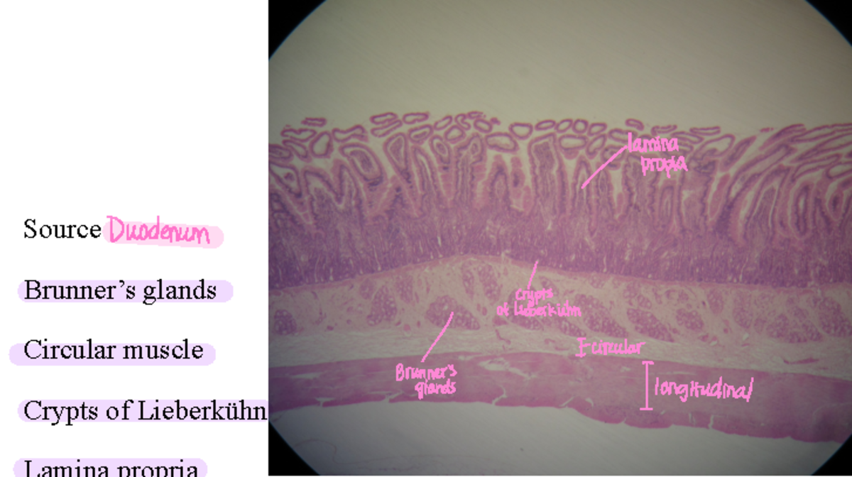 Digestive Lab 4 - Source Brunner’s glands Circular muscle Crypts of ...