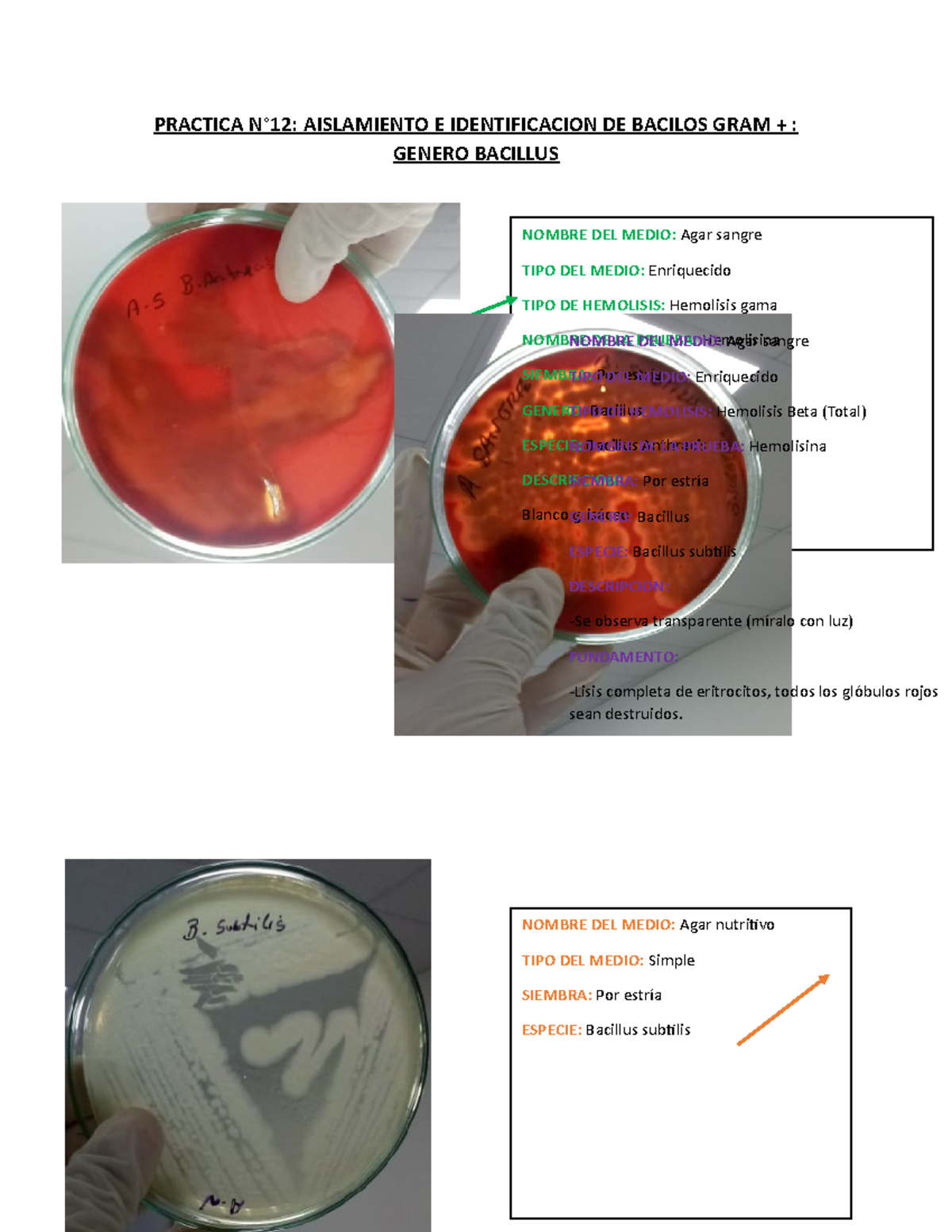 Genero Bacillus Practica 12 - PRACTICA N°12: AISLAMIENTO E ...