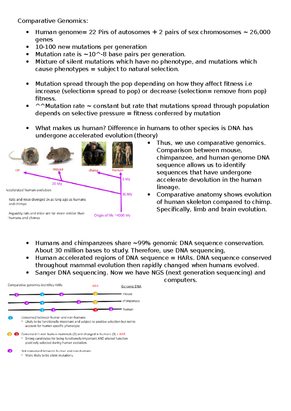 BM Comparative Genomics - Comparative Genomics: Human genome= 22 Pirs ...