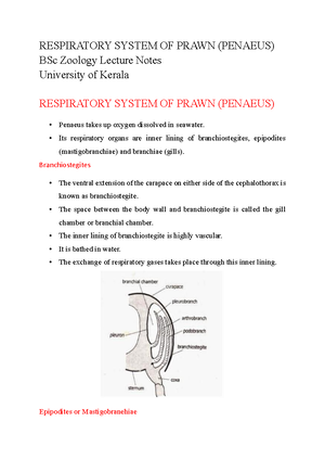 prawn nervous system - complementary zoology - Studocu