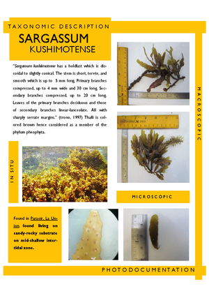 Hormophysa - Enteromorpha - TA X O N O M I C D E S C R I PT I O N ...
