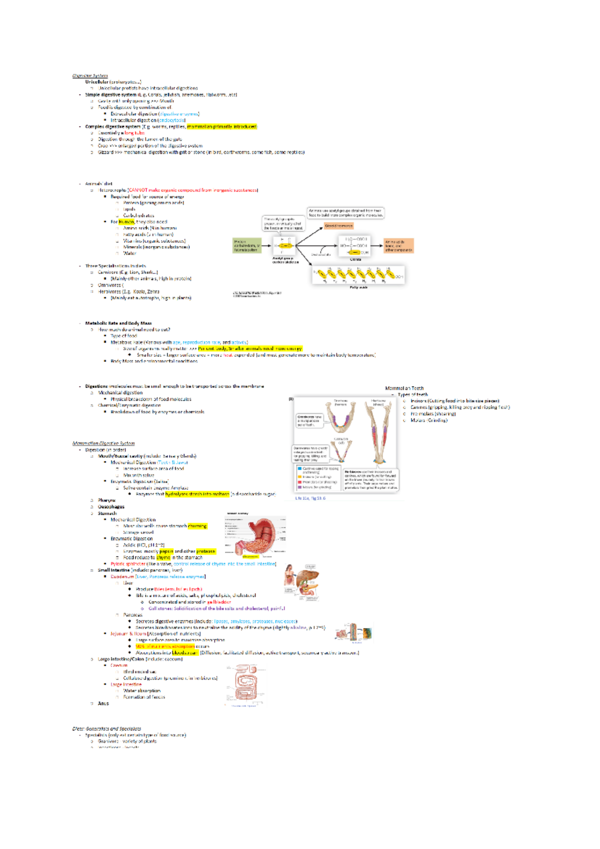 Digestive system - BIOL10009 - Studocu
