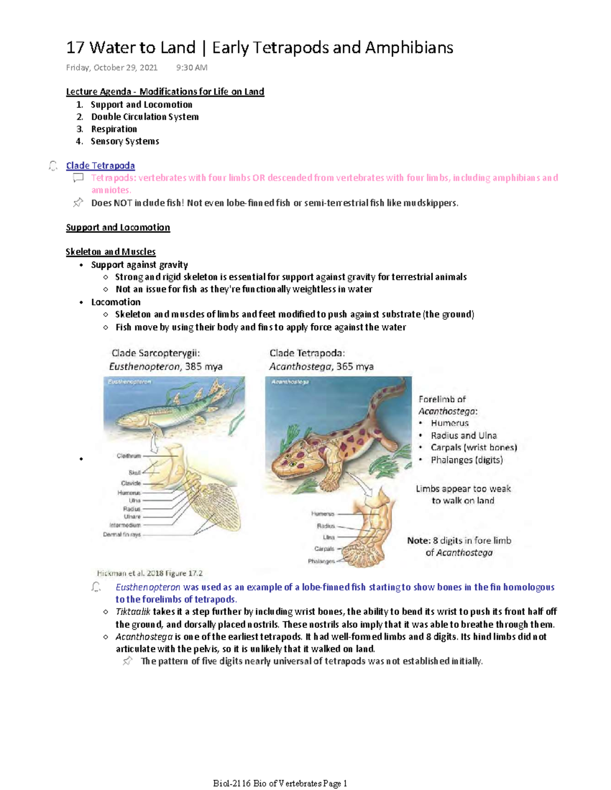 17 Water to Land - Early Tetrapods and Amphibians - BIOL-2116 - U of W ...