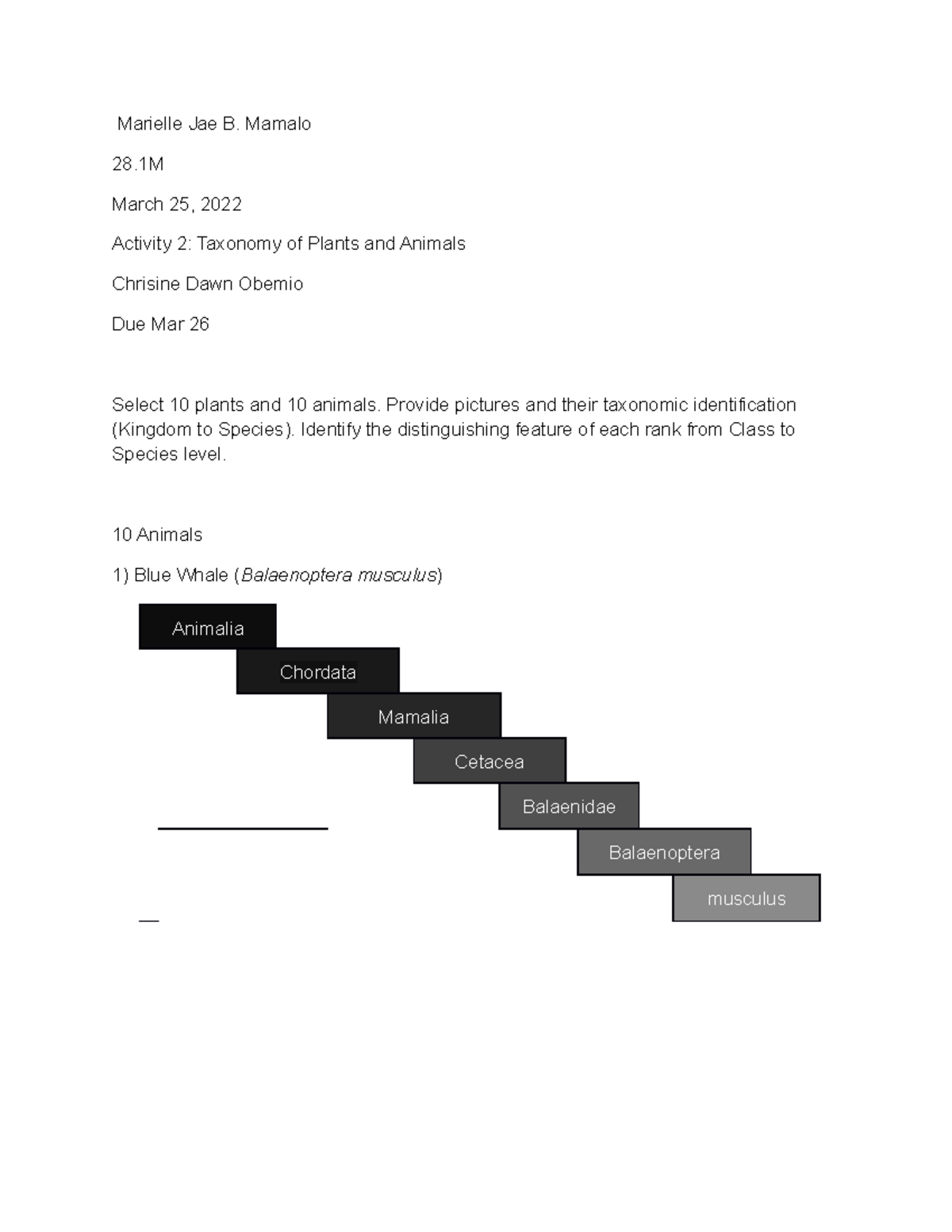 Mamalo- Systematics- Activity 2 - Marielle Jae B. Mamalo 28 March 25 ...