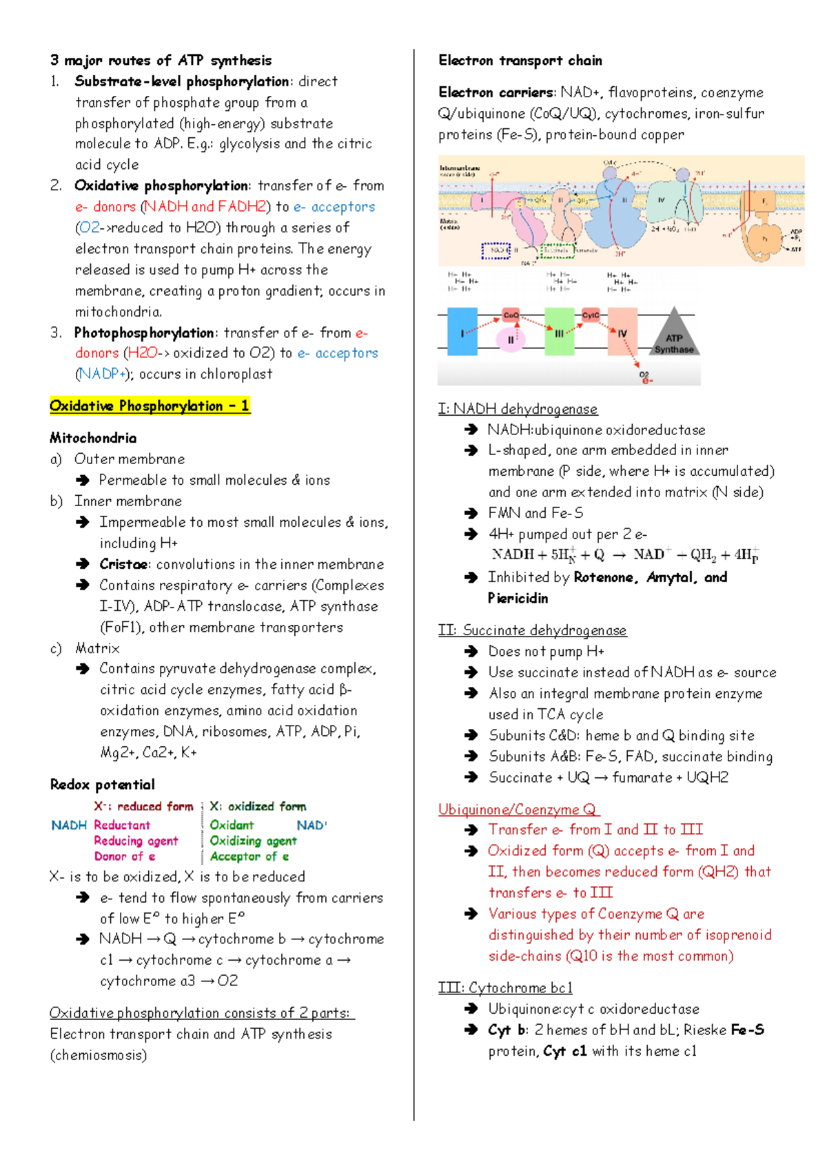111-2 exam 2 notes - Oxidative Phosphorylation, Photosynthesis: Light ...