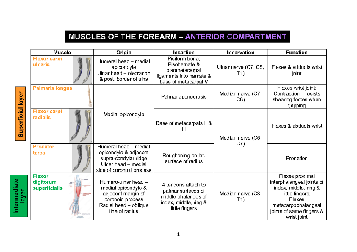 Muscles OF THE Forearm - Muscle Origin Insertion Innervation Function ...