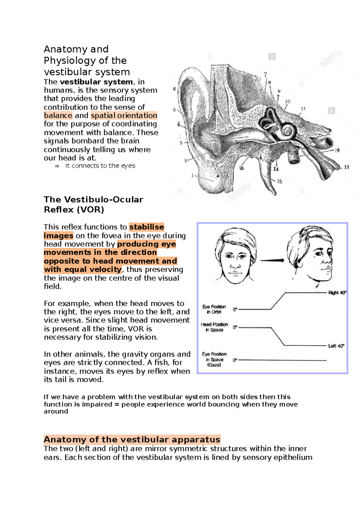 Anatomy and Physiology of the vestibular syste - Anatomy and Physiology ...