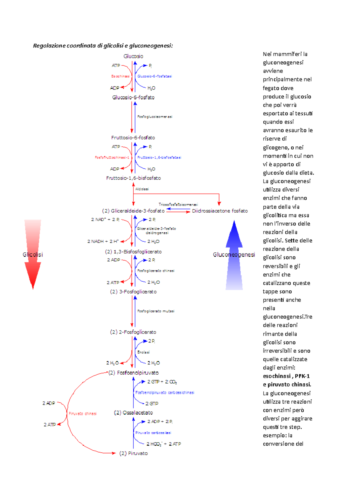 Capitolo 15 - Glicolisi e gluconeogenesi - Regolazione coordinata di ...