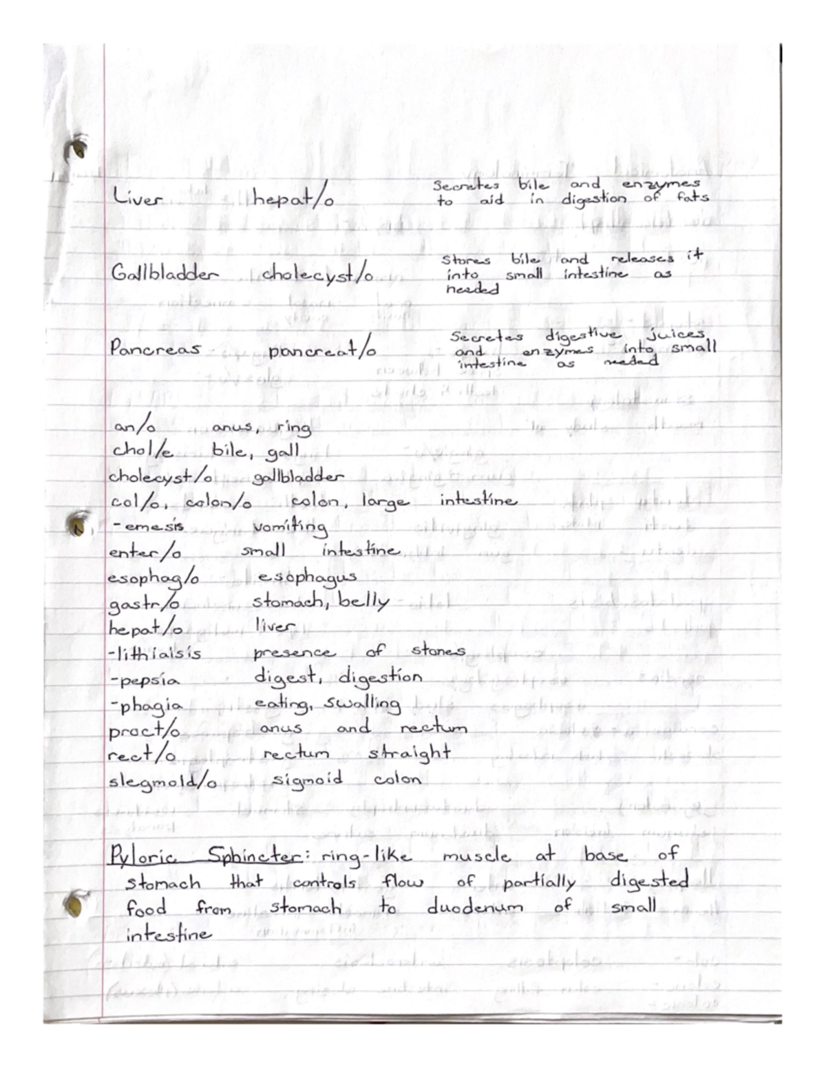 SELL Notes 33 - Liver // Gallbladder // Pancreas // Pyloric Sphincter ...