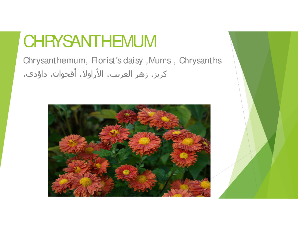 Chrysanthemum - Dr. Mohammad Al Salem - CHRYSANTHEMUM Chrysant hemum ...