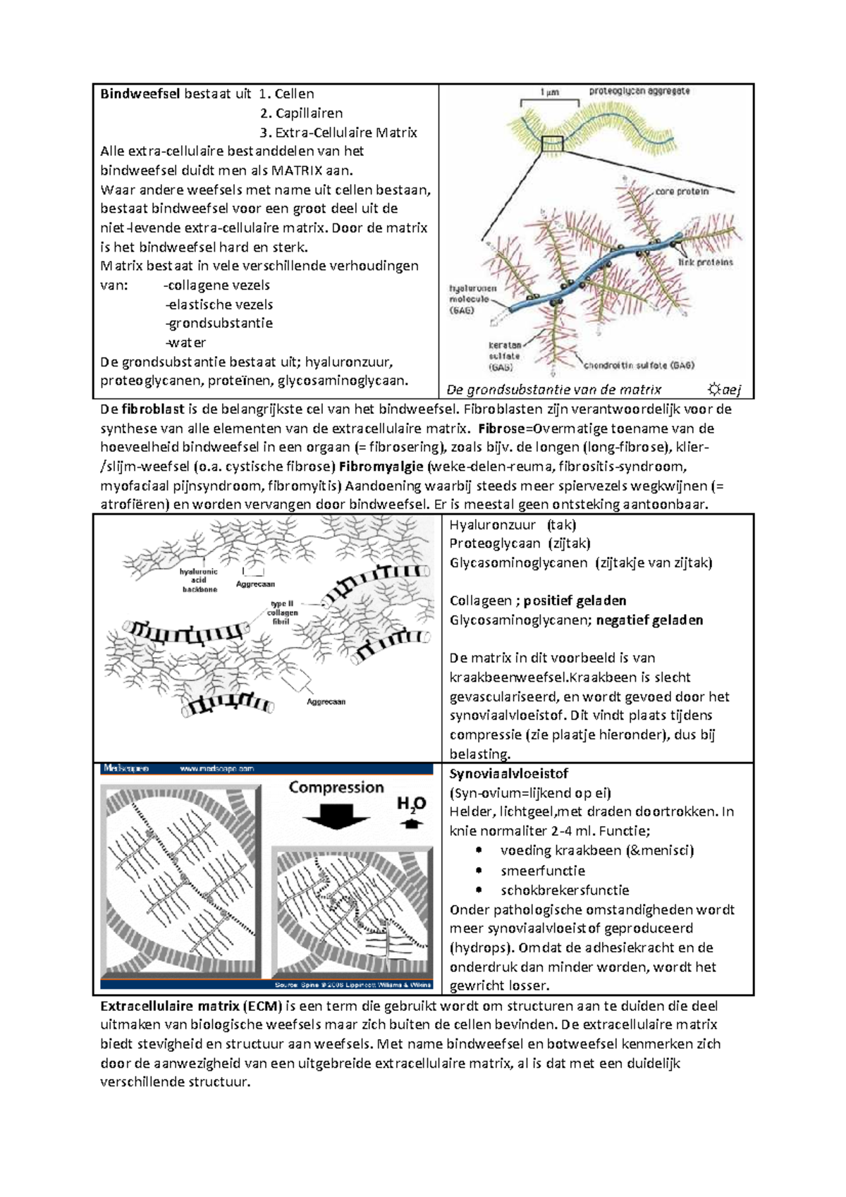 Bindweefsel matrix proteoglycanen - Bindweefsel bestaat uit 1. Cellen 2 ...