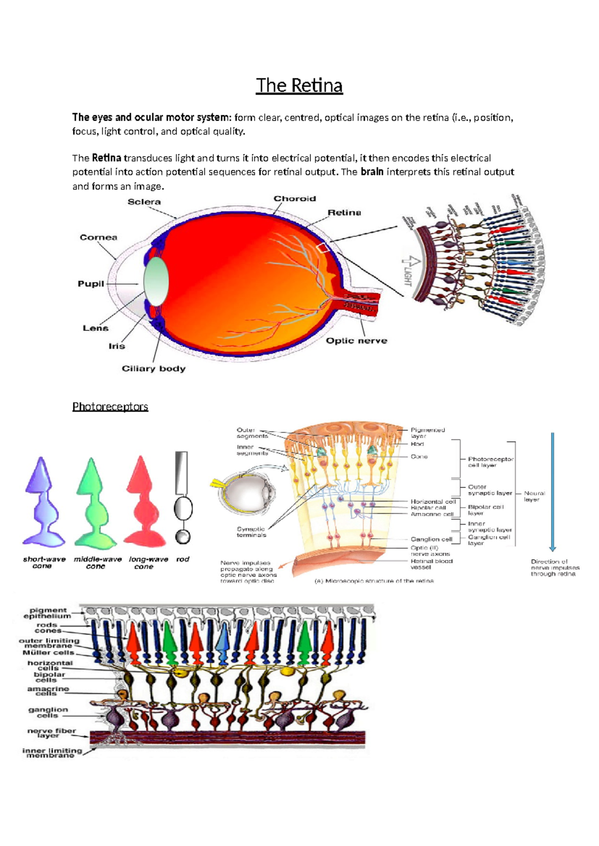 The Retina - The Retina The eyes and ocular motor system: form clear ...