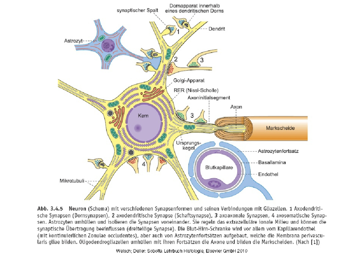Zusammenfassung Histologie: Verstehen - Lernen - Nachschlagen - Aufbau ...
