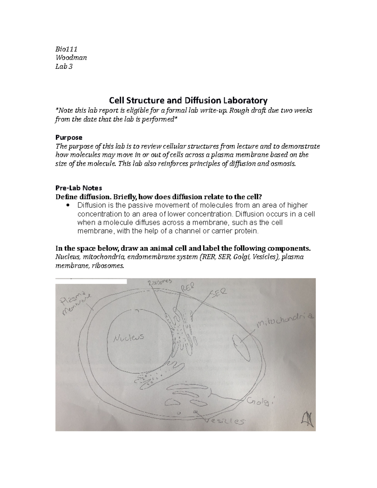 Cell Structure and Diffusion Lab - Bio Woodman Lab 3 Cell Structure and ...