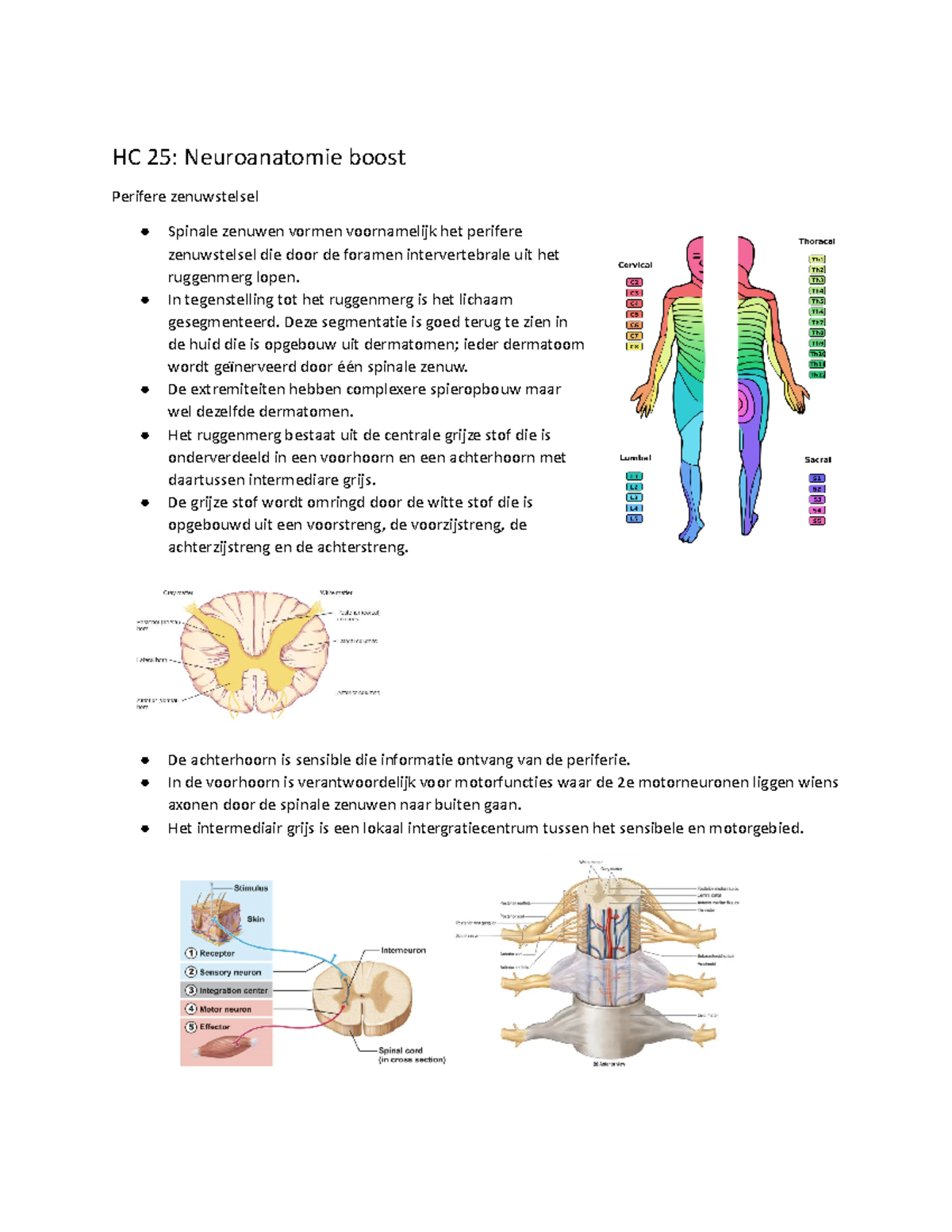 Thema 5 Bewegen - HC 25: Neuroanatomie boost Perifere zenuwstelsel ...