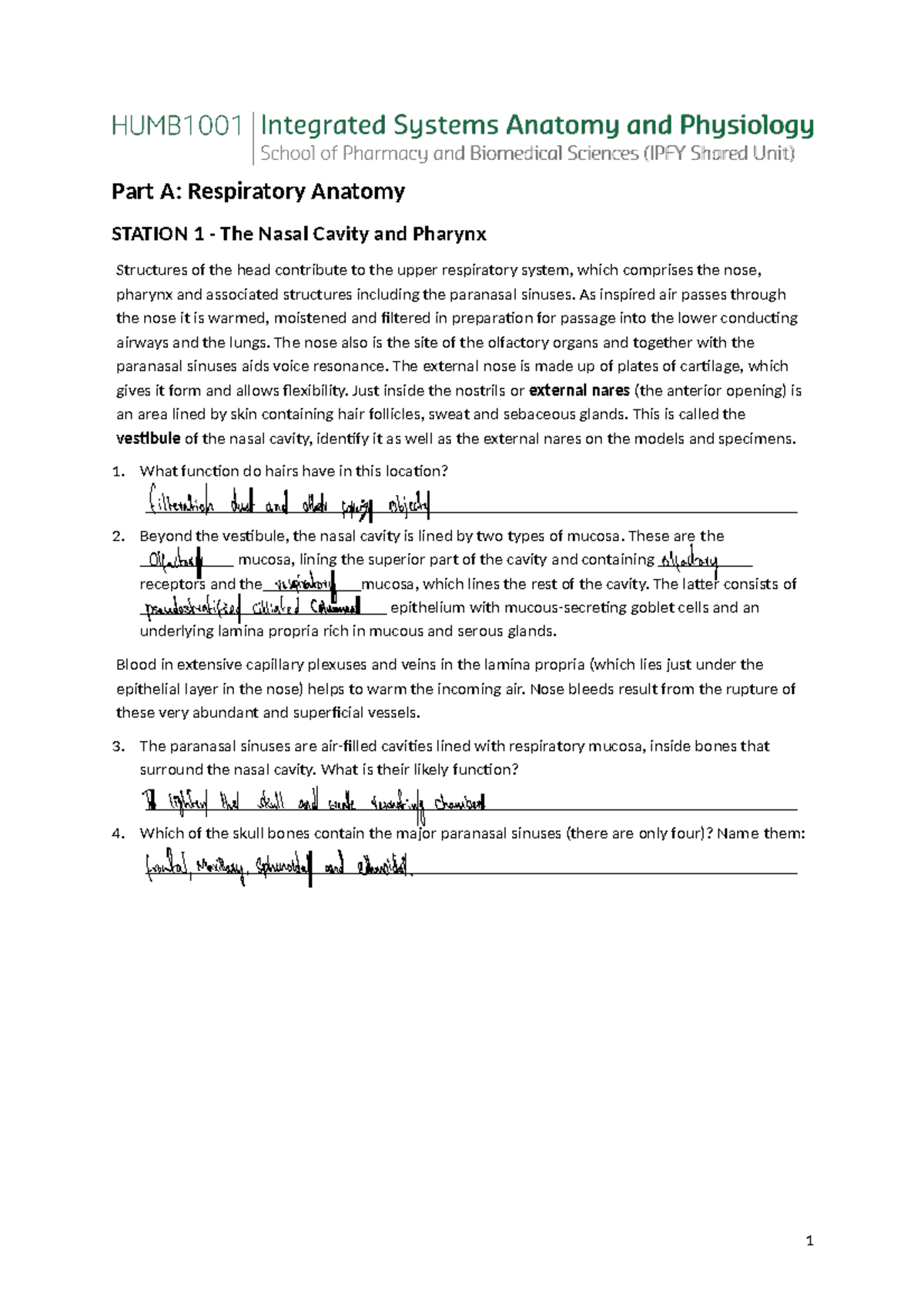Module 7 lab HUMB1001 - Part A: Respiratory Anatomy STATION 1 - The ...