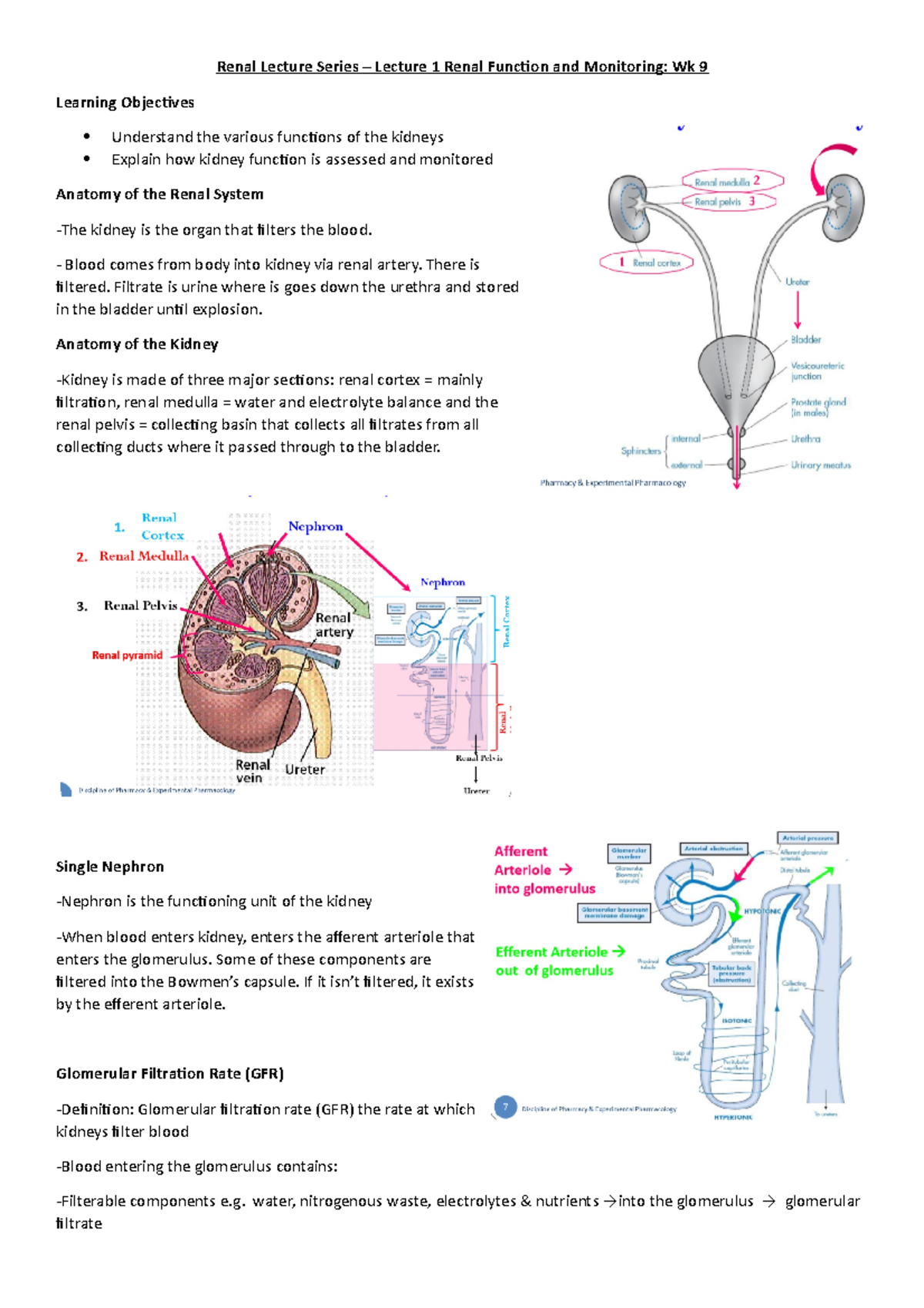Renal Lecture Series 1 Wk 9 - Renal Lecture Series – Lecture 1 Renal ...