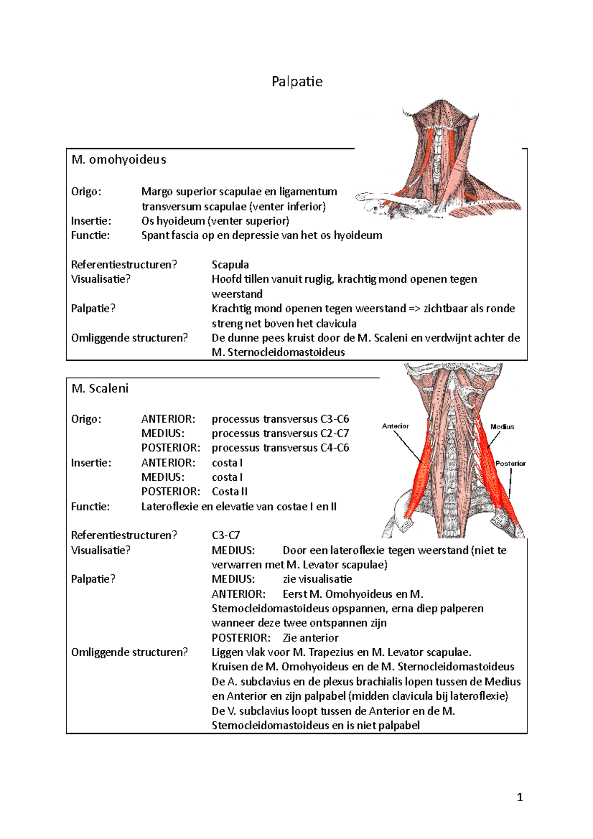 Palpatie samenvatting - Palpatie M. omohyoideus Origo: Insertie ...