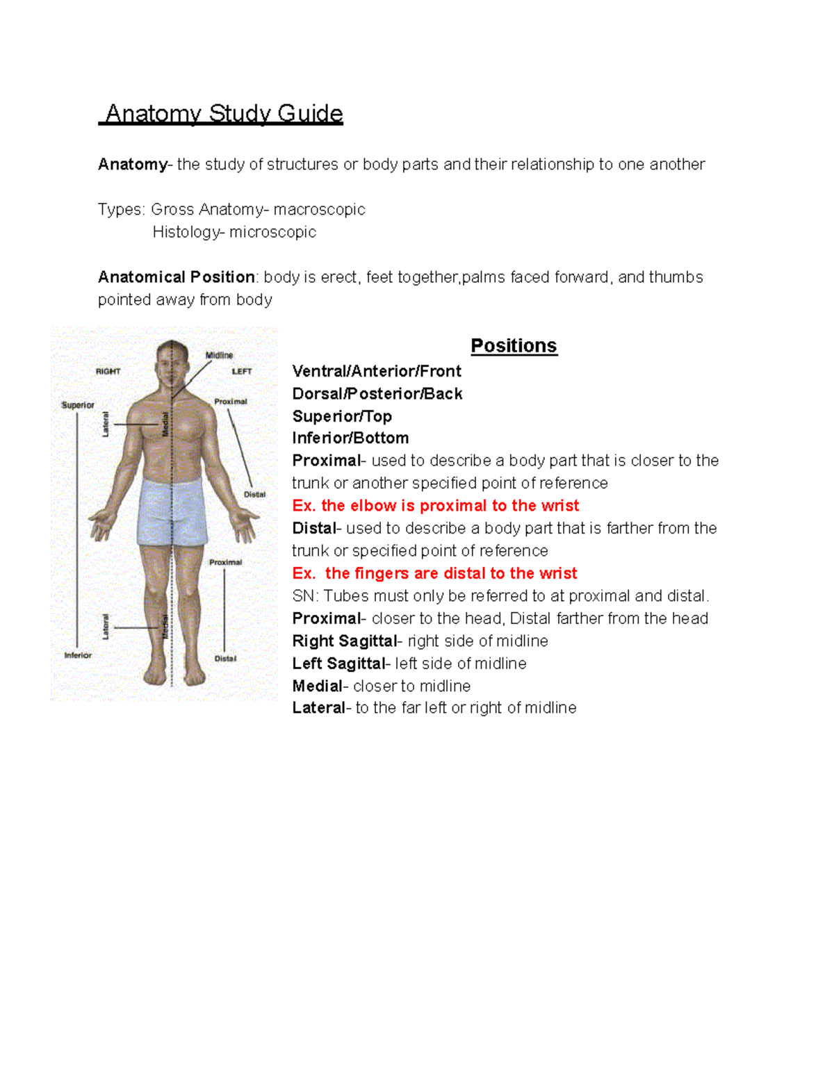 Anatomy Study Guide - Anatomy Study Guide Anatomy- the study of ...