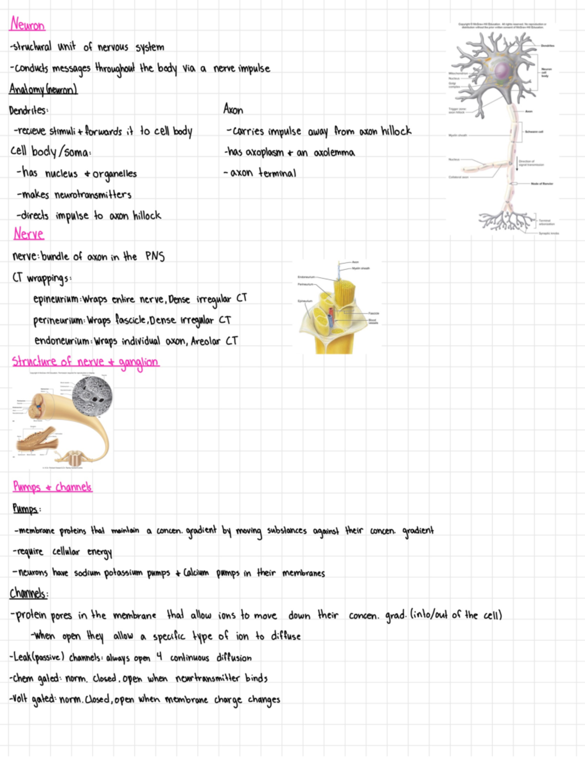 Biol Notes-28 - Anatomy and Physiology 1 lecture notes - BIOL221 - Studocu