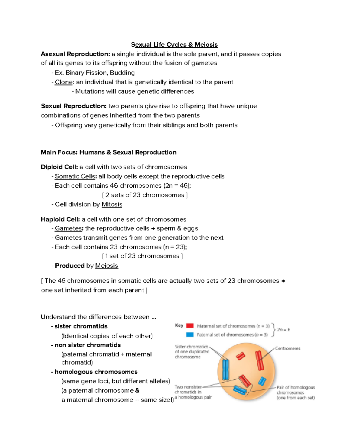 Cells and Biomolecules Exam 4 - Sexual Life Cycles & Meiosis Asexual ...