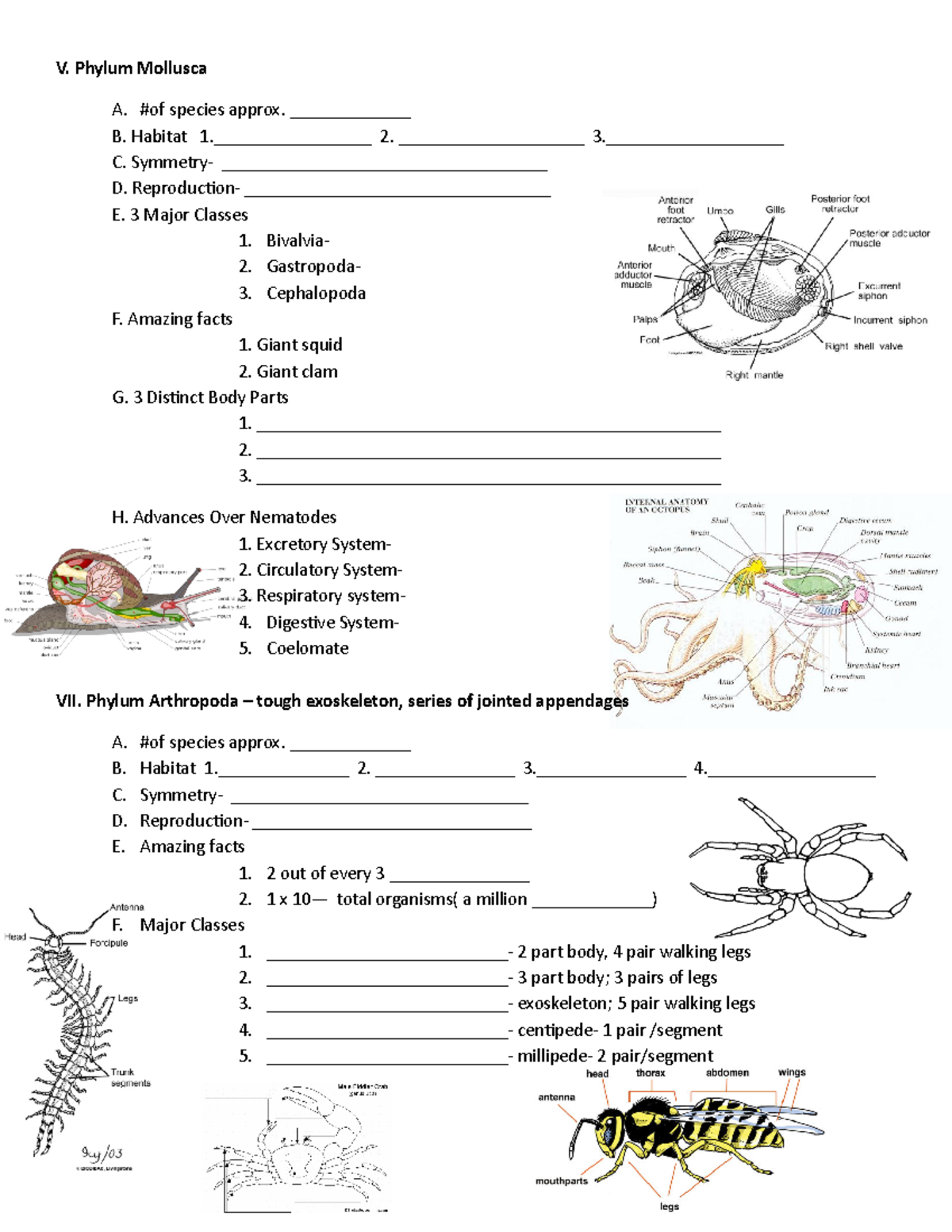Mollusca Arthropoda and Echinoderm notes 2012 - V. Phylum Mollusca A. # ...