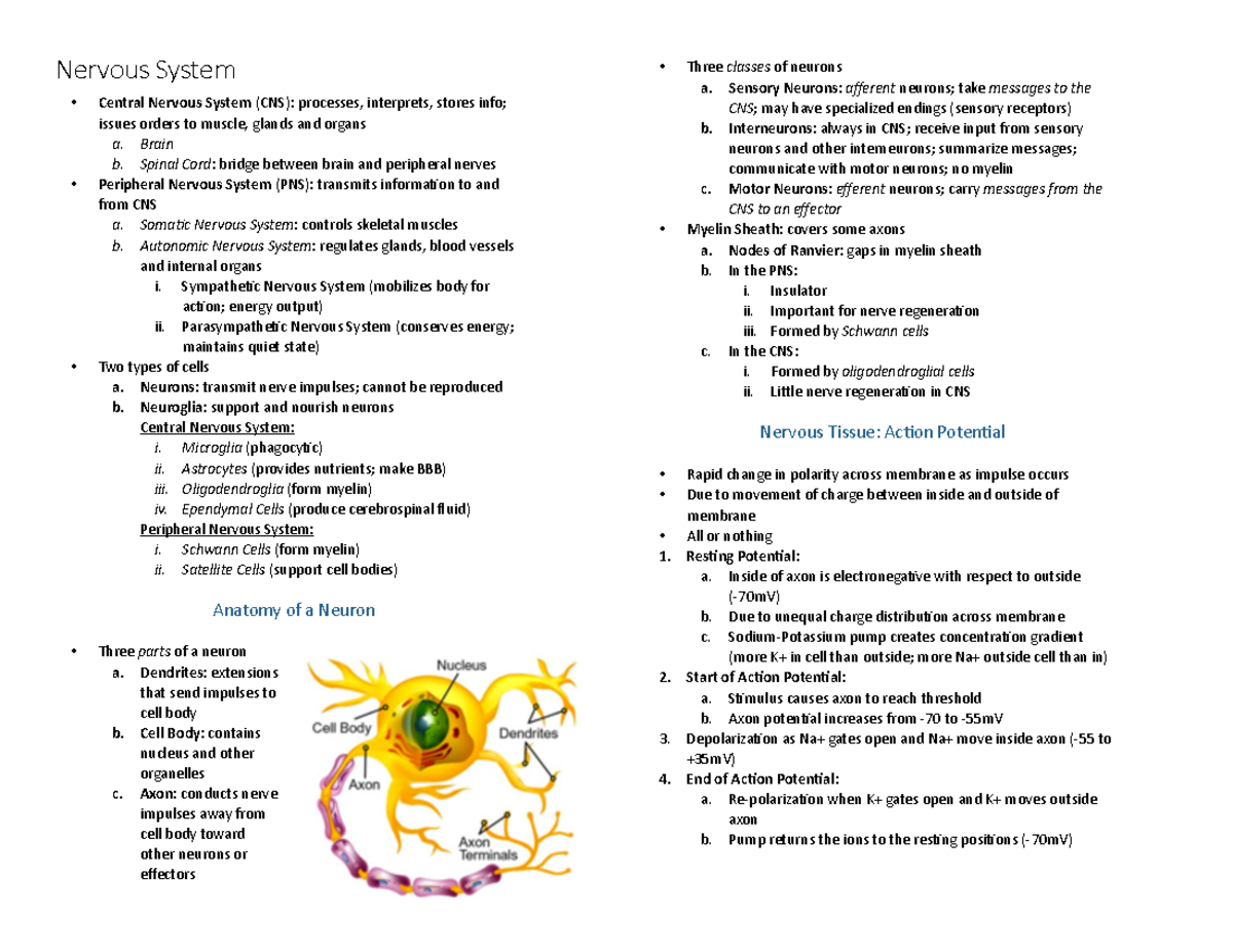 BIOL 1051 Test 2 - The Nervous System, The Senses - Nervous System ...