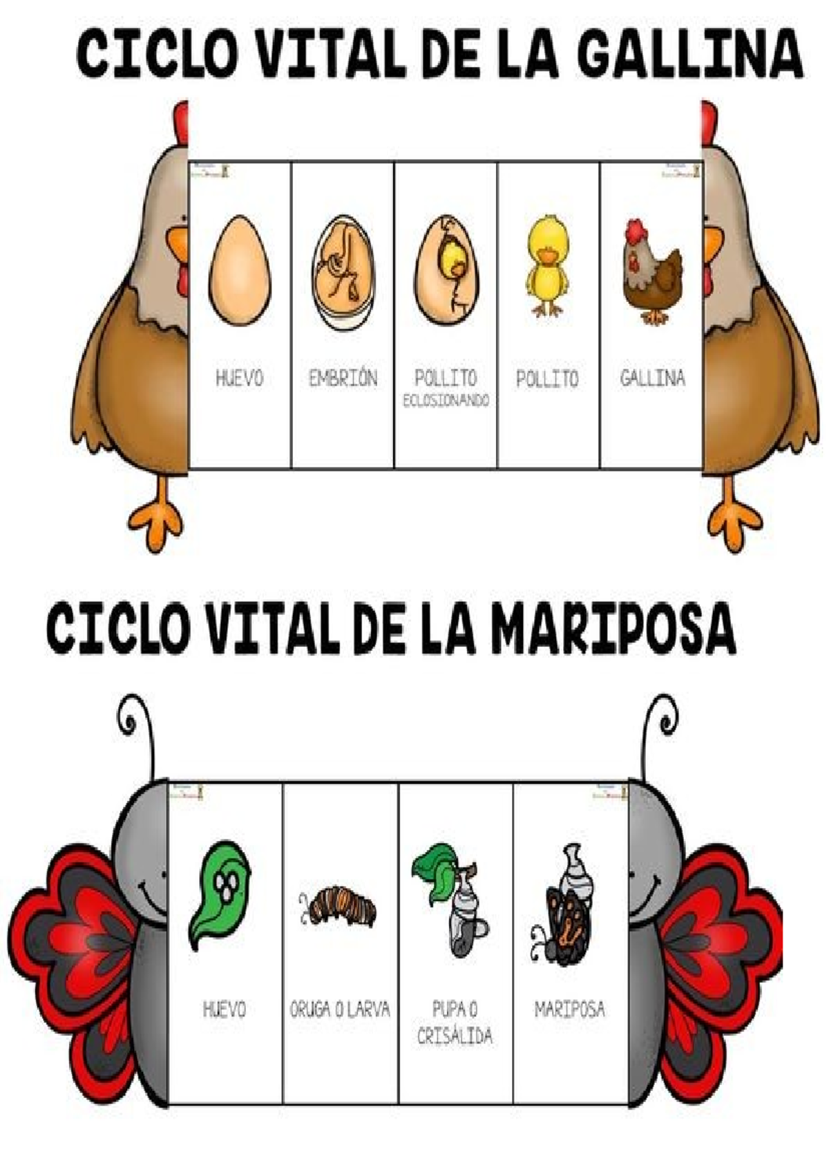 Isab - DIBUJO - CICLO VITAL DE LA GALLINA HUEVO EMBRION POLLITO POLLITO ...