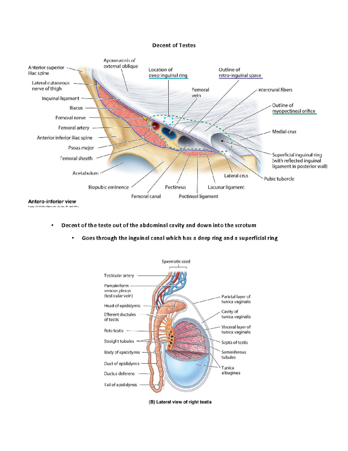 Abdomen- Decent of Testes - Decent of Testes Decent of the teste out of ...