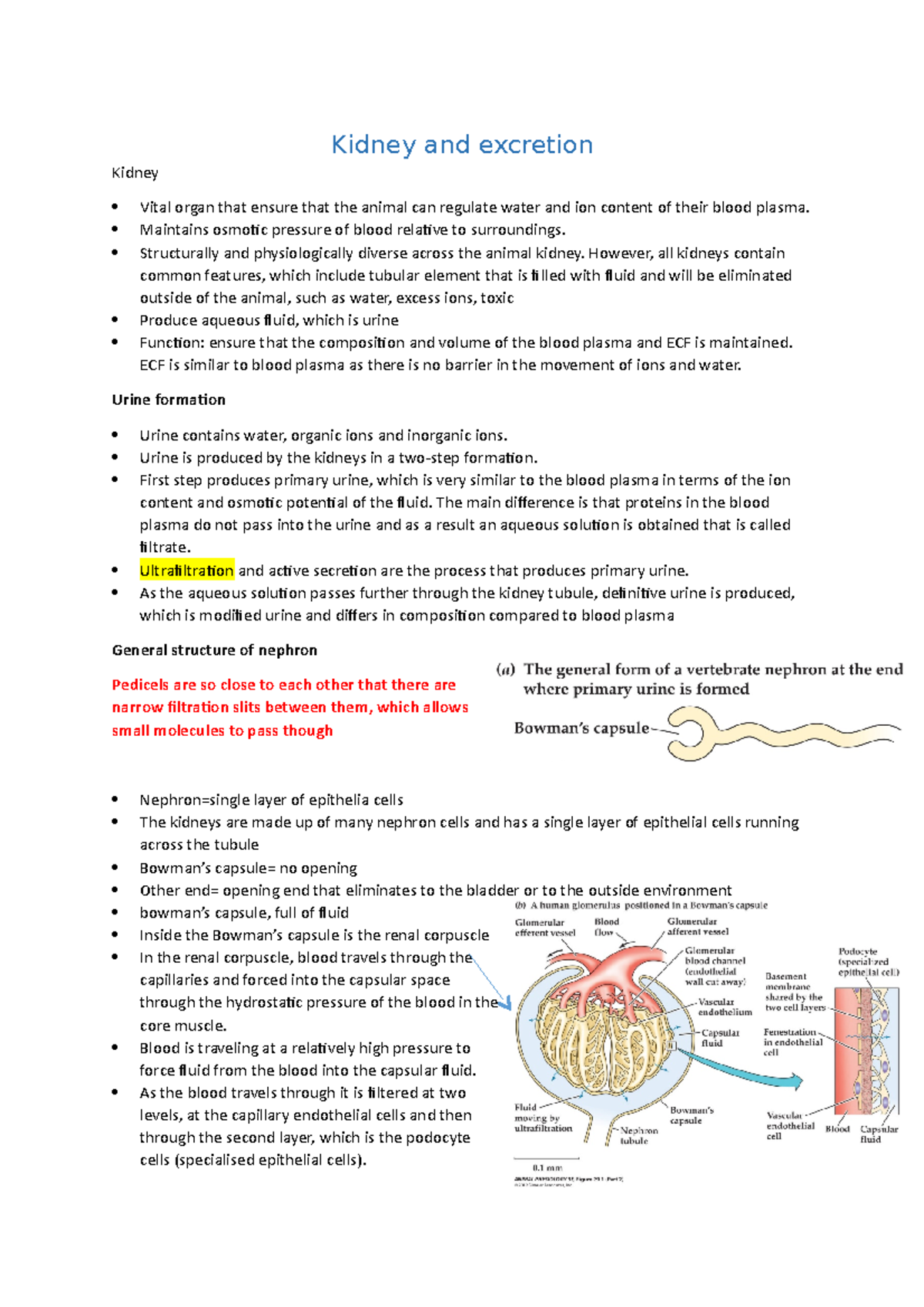 52. Lecture 20 Notes - Kidney and excretion Kidney Vital organ that ...
