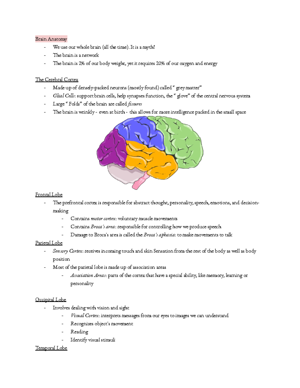 Brain Anatomy Notes - Brain Anatomy - We use our whole brain (all the ...