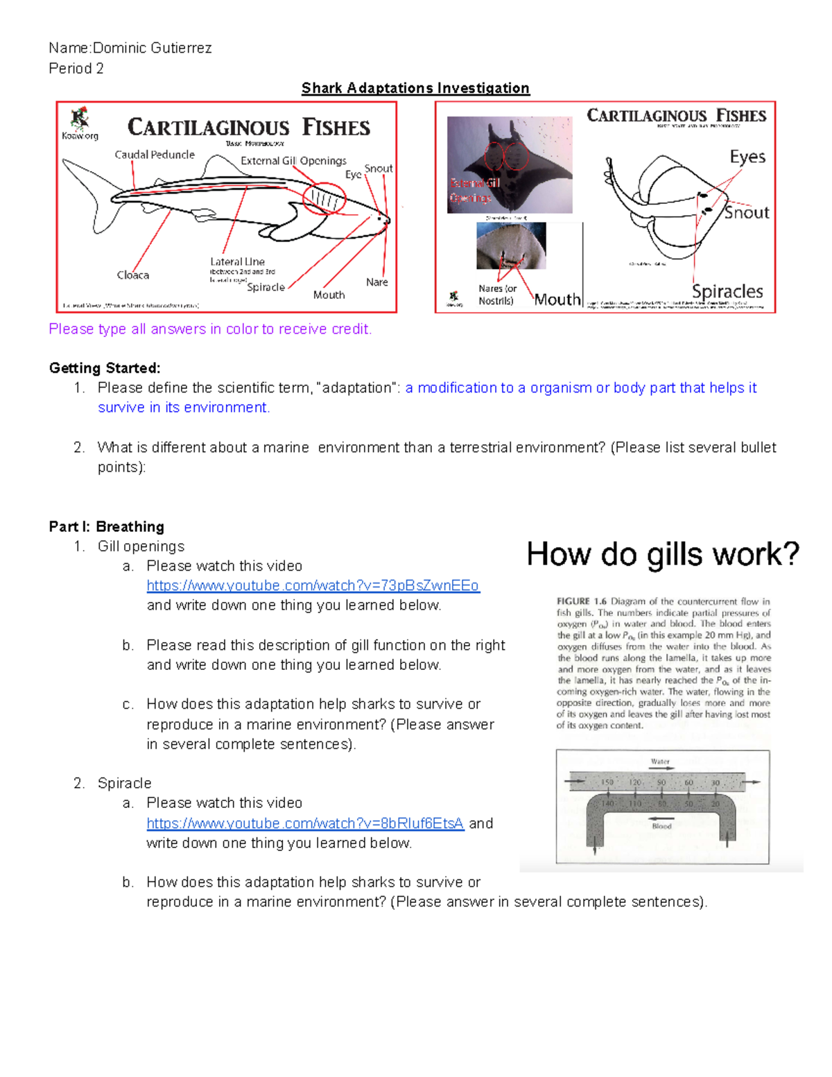Copy of Shark Adaptations Web Quest - Name:Dominic Gutierrez Period 2 ...