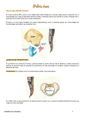 Anatomia - Pelvis - Pelvis Apofisis transversa Base del Sacro Apofisis ...