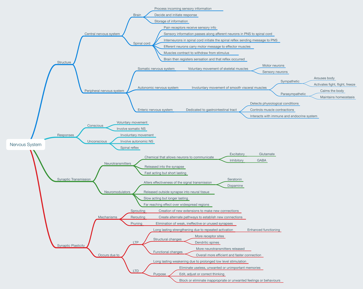 Nervous System Functioning flow chart for unit 3 vce students ...