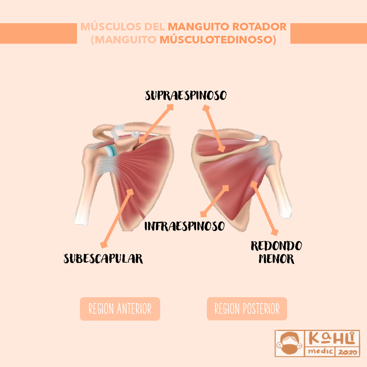 Musculos DEL Manguito Rotador - MÚSCULOS DEL MANGUITO ROTADOR (MANGUITO ...