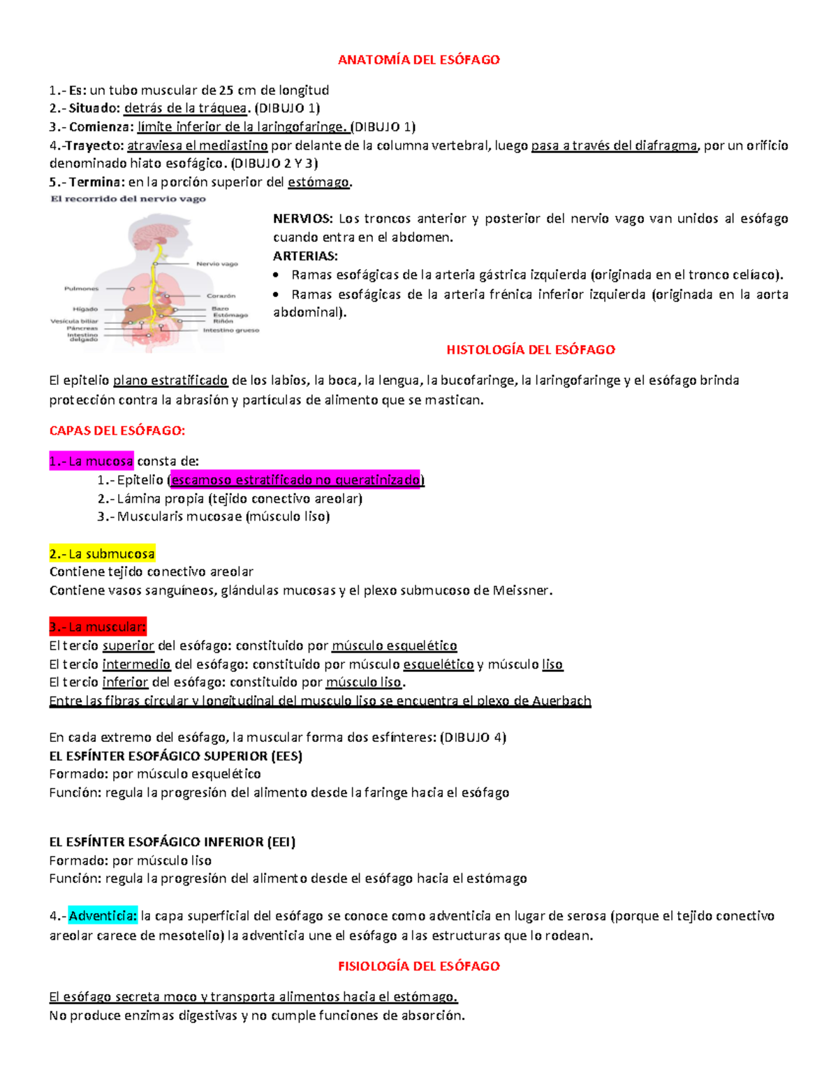 4.- Esófago - ANATOMÍA DEL ESÓFAGO 1.- Es: un tubo muscular de 25 cm de ...