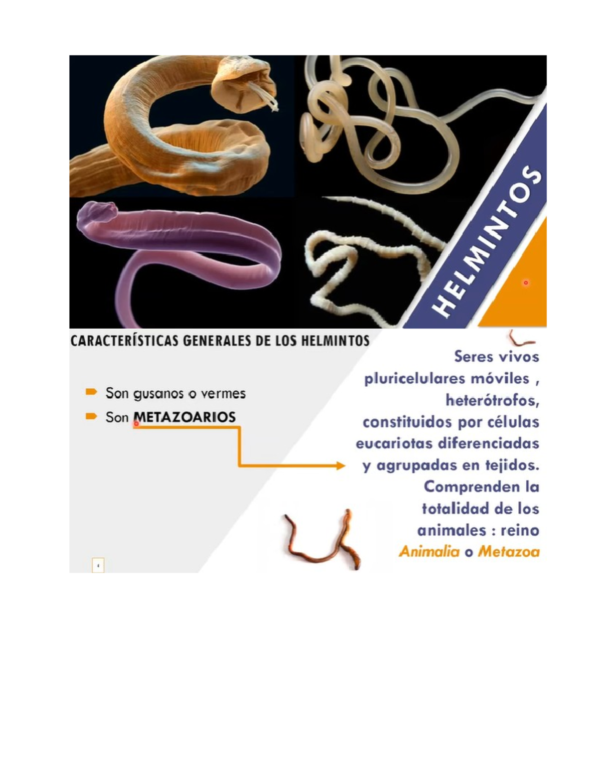Helmintos parasito - actividad - CARACTERÍSTICAS GENERALES DE LOS ...