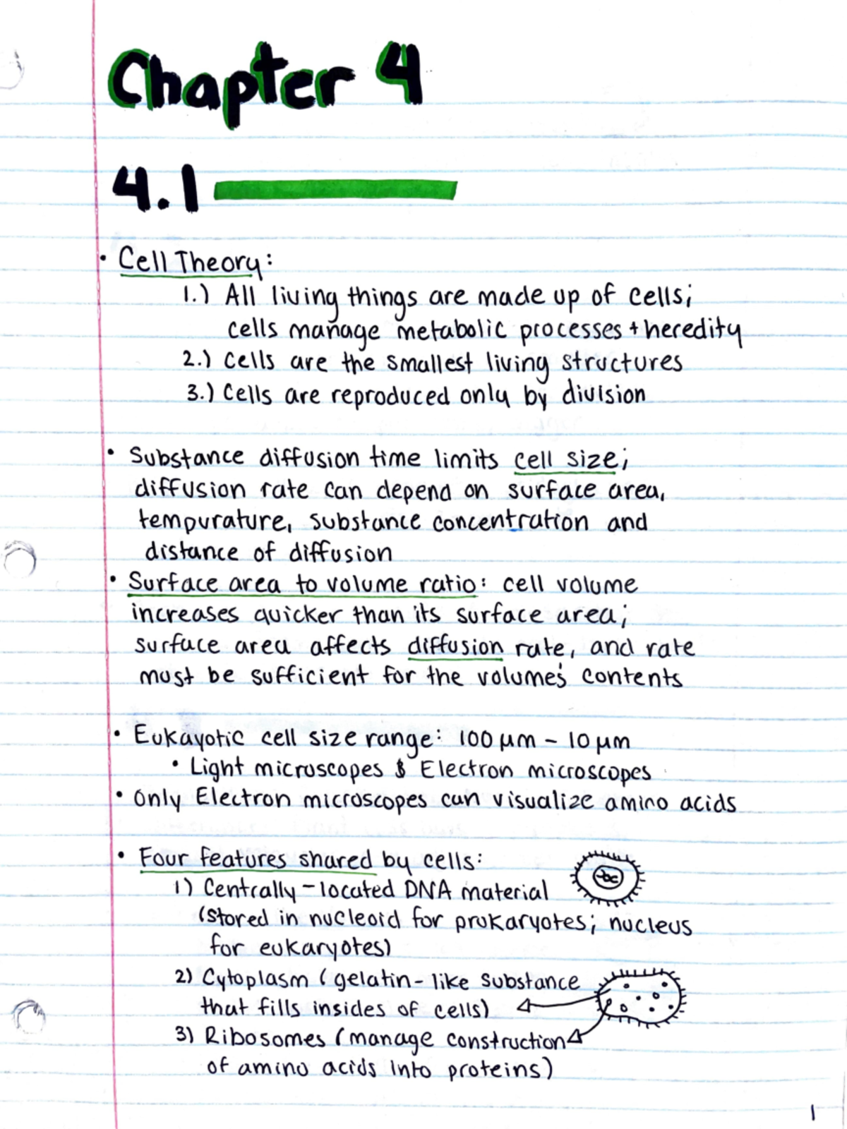 Chapter 4 Notes - Ce\ 1heor~:. - 1 - • 1.) A\ ,~ ,V~ tt.,09s are. Mo\e ...