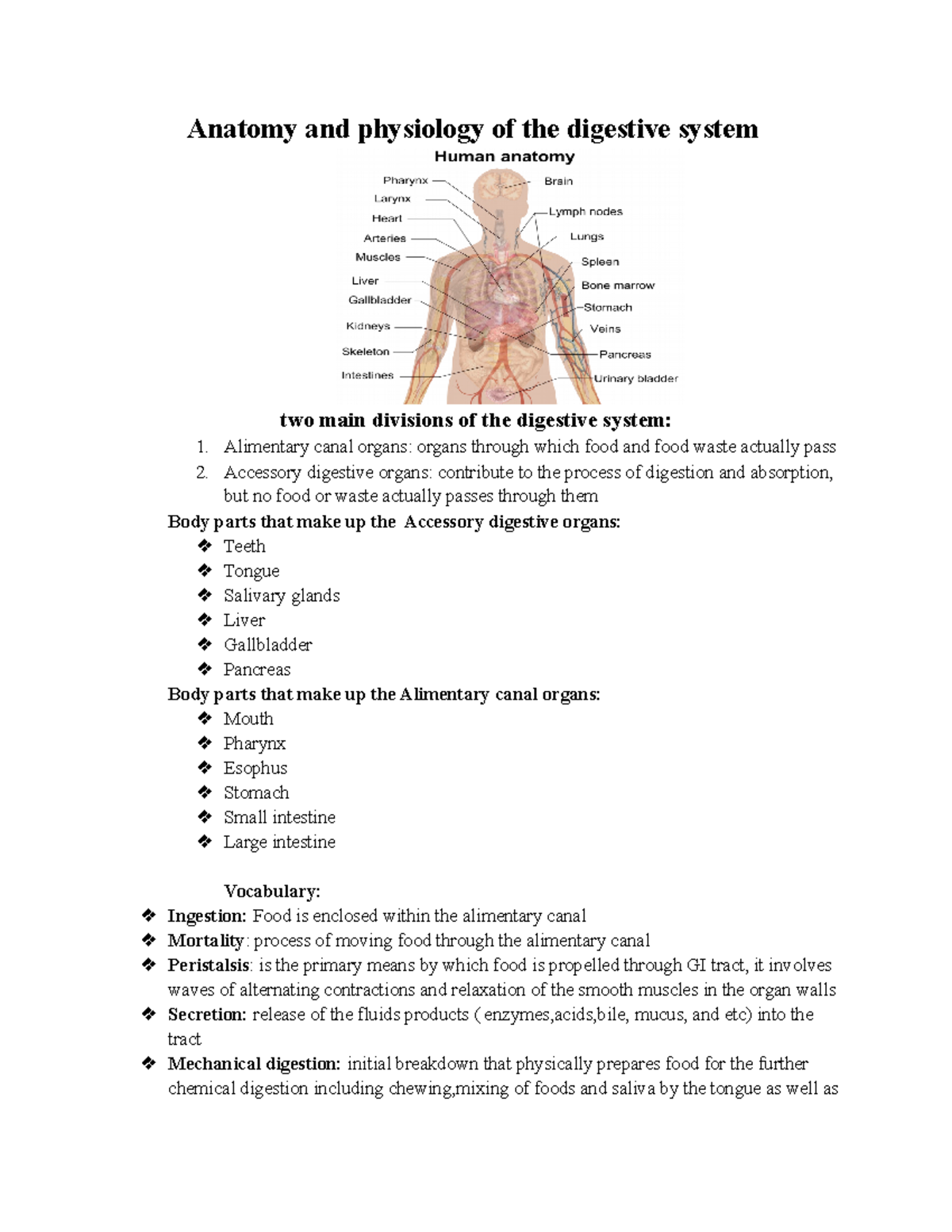 Anatomy and physiology of the digestive system - Studocu